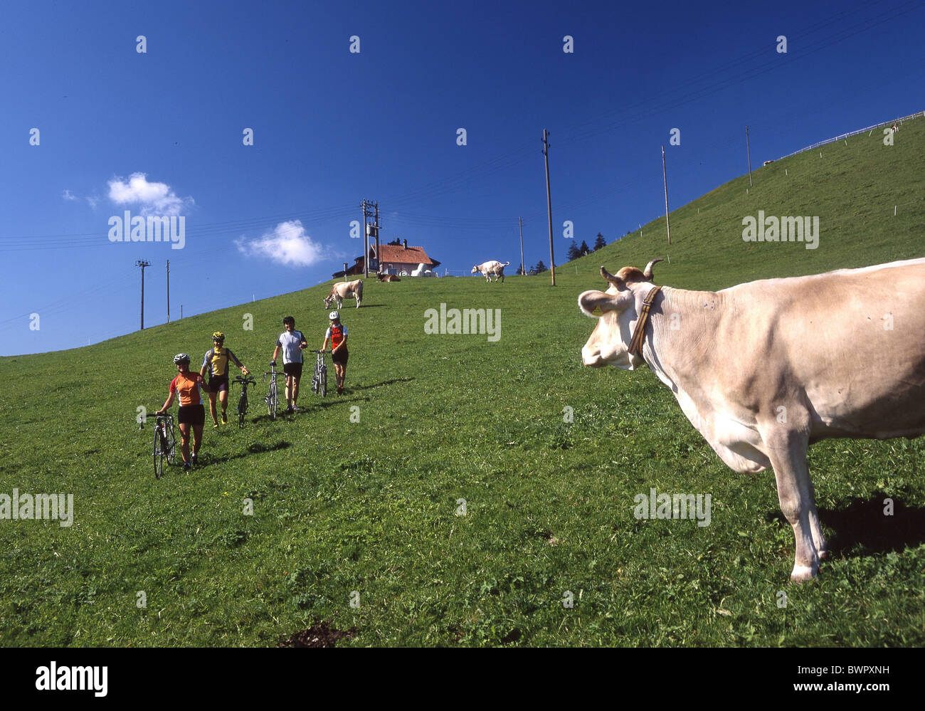 Switzerland Europe Appenzell meadow cows cattle group people push ...