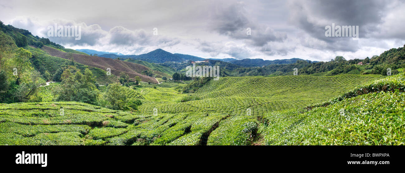 Cameron Highlands landscape Stock Photo - Alamy