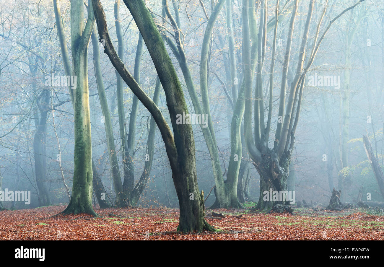Misty forest at Epping Forest, Essex Stock Photo - Alamy