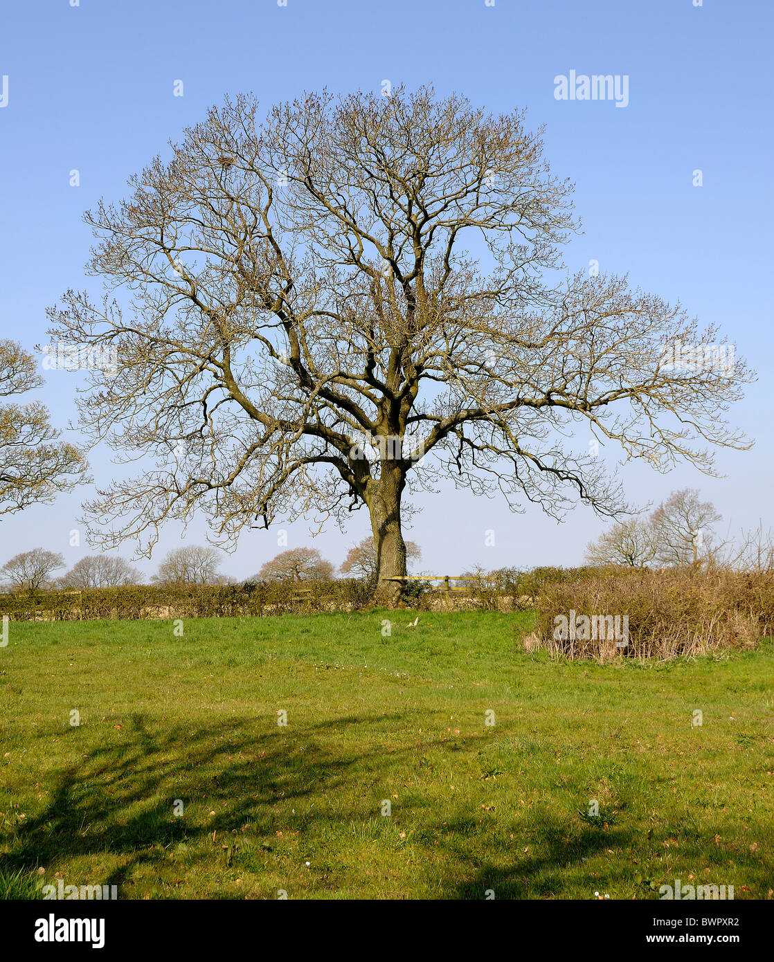 tree in field Stock Photo - Alamy