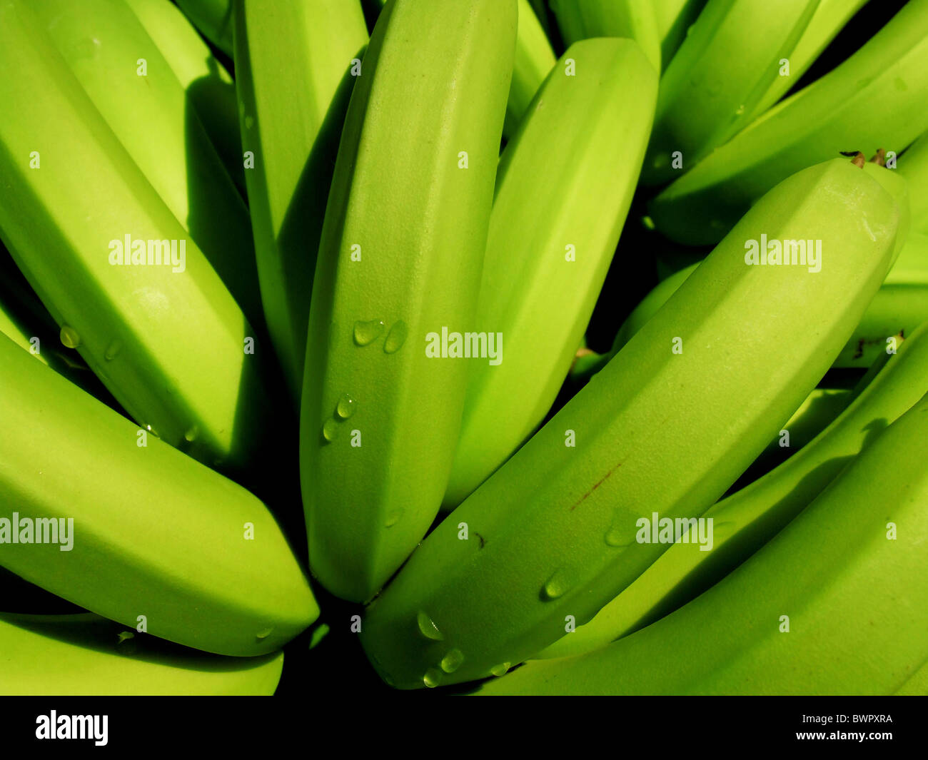 Australia Queensland Innisfail banana fruit food banana bunch banana ...