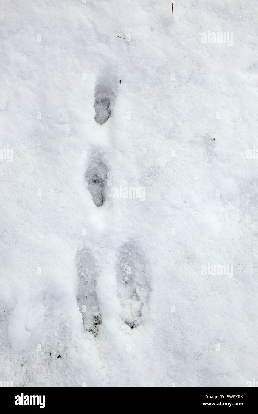 Close Up of Rabbit Footprints in Snow United Kingdom Stock Photo - Alamy