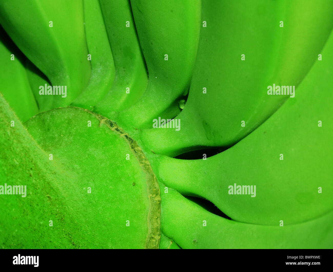 Australia Queensland Innisfail banana fruit food banana bunch banana ...