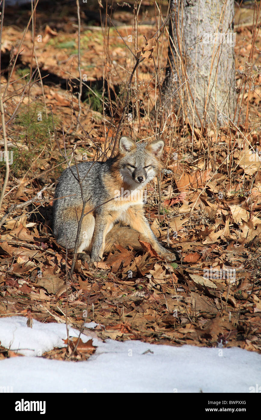 USA, New Hampshire, Keene, Grey fox Urocyon cinereargenteus amongst ...