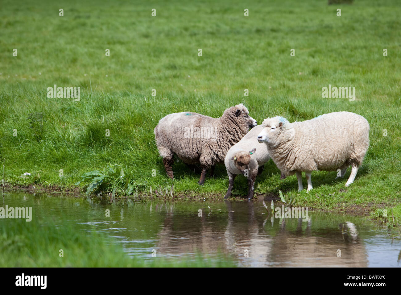Sheep meadows england grazing hi-res stock photography and images - Alamy
