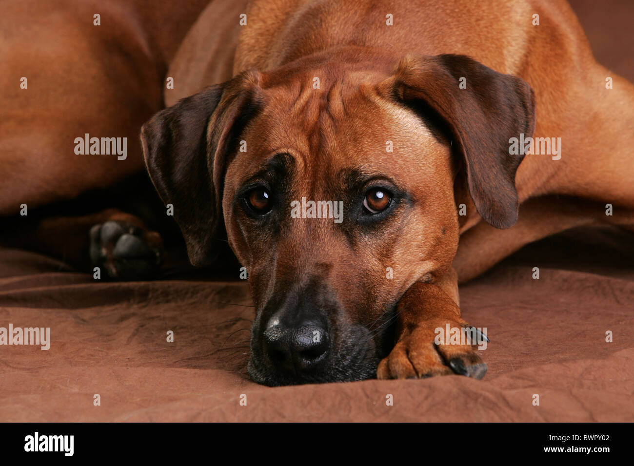 Rhodesian Ridgeback Portrait Stock Photo - Alamy