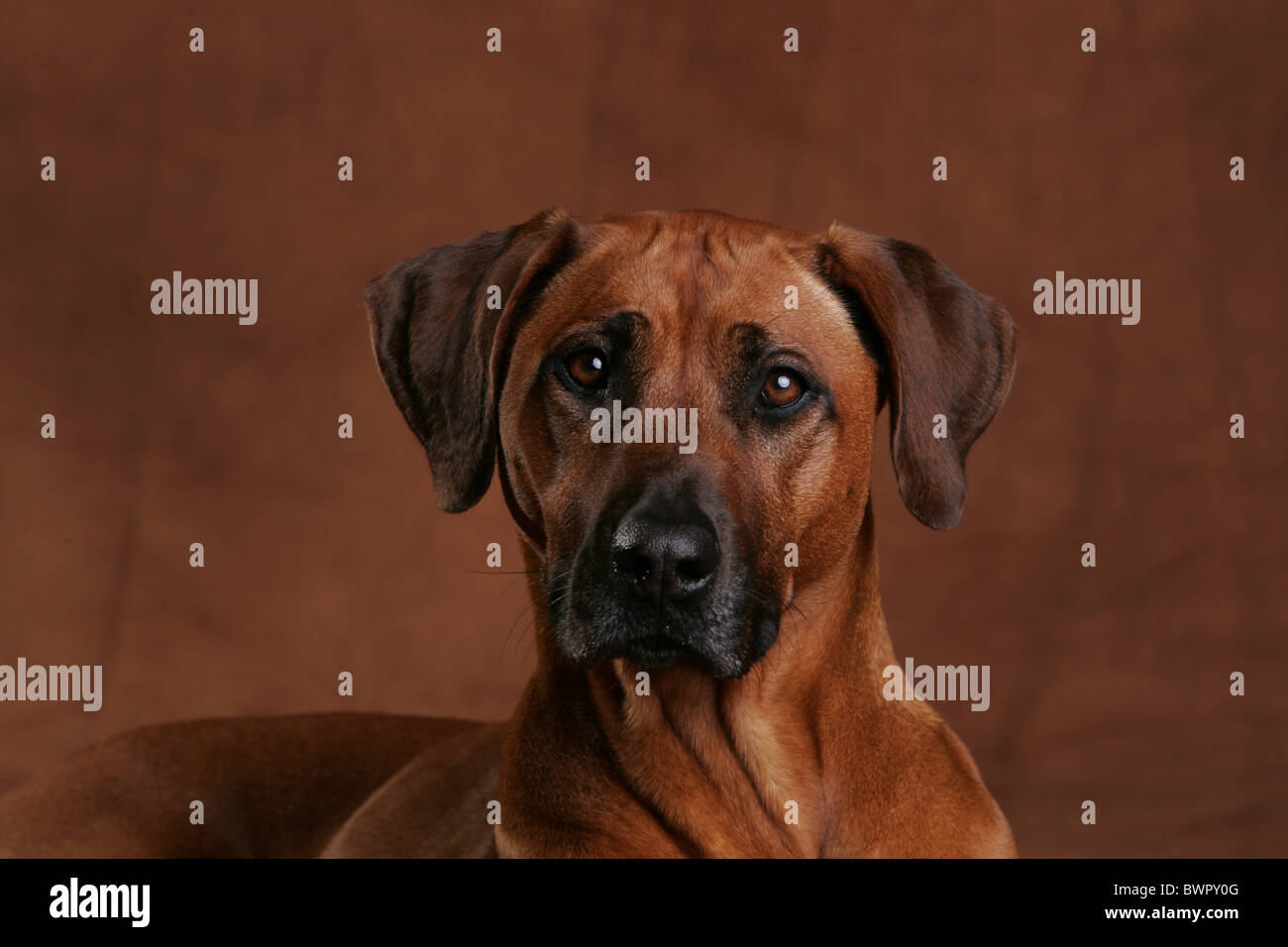Rhodesian Ridgeback Portrait Stock Photo - Alamy