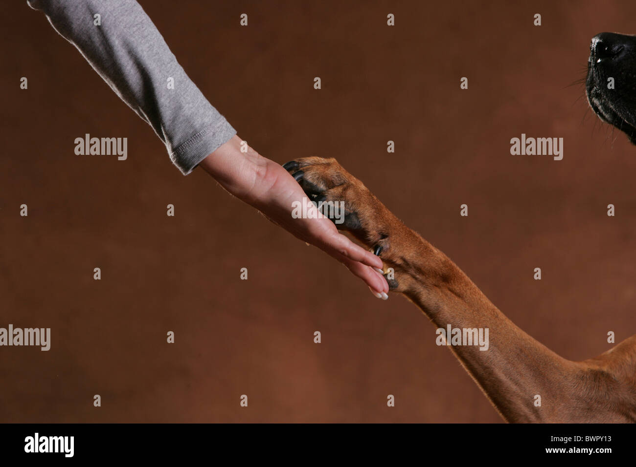 Rhodesian Ridgeback gives paw Stock Photo - Alamy