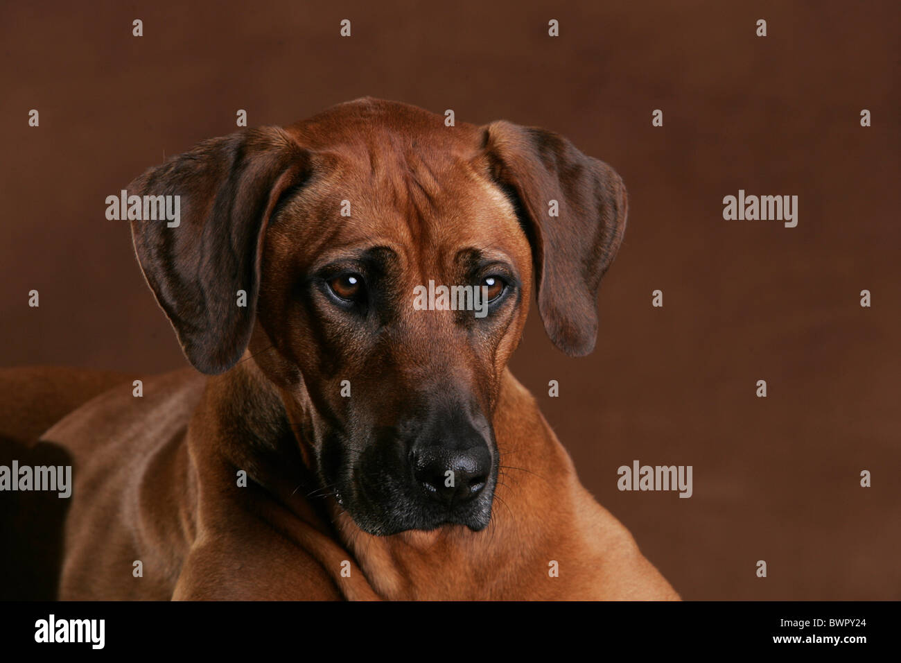 Rhodesian Ridgeback Portrait Stock Photo - Alamy