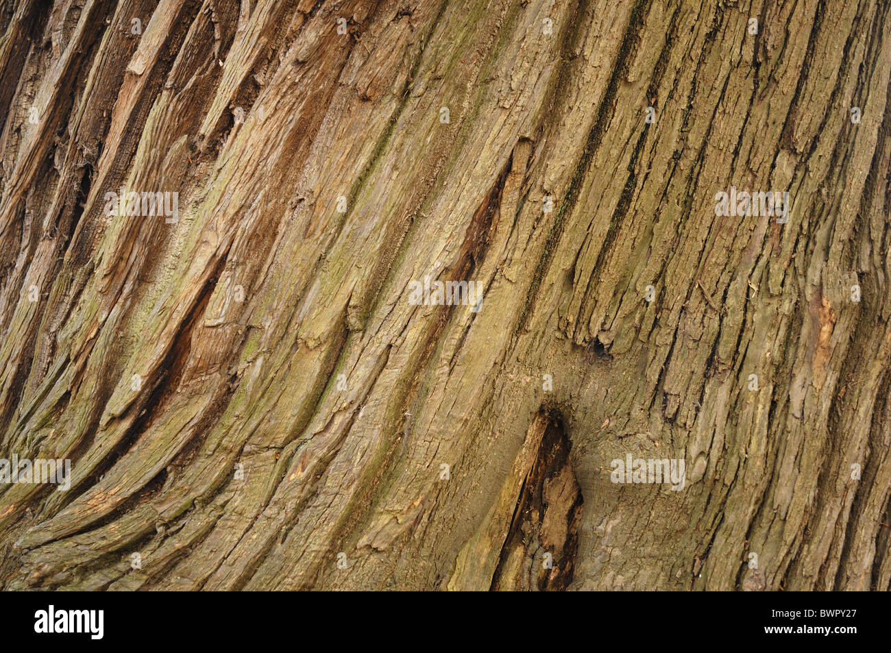 Tree Trunk - John Gollop Stock Photo - Alamy