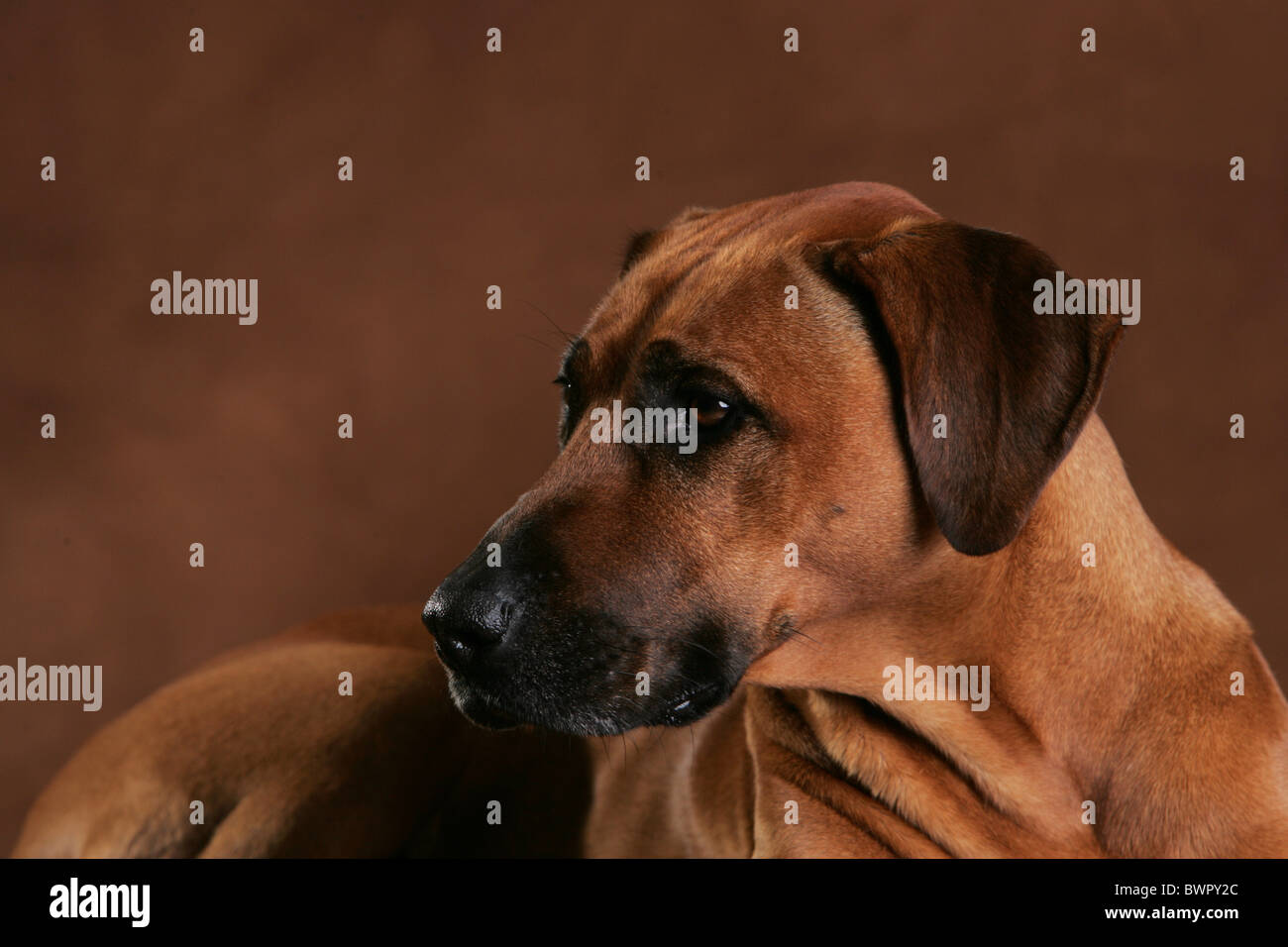 Rhodesian Ridgeback Portrait Stock Photo - Alamy