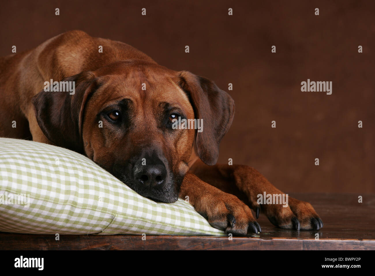 Rhodesian Ridgeback Portrait Stock Photo - Alamy