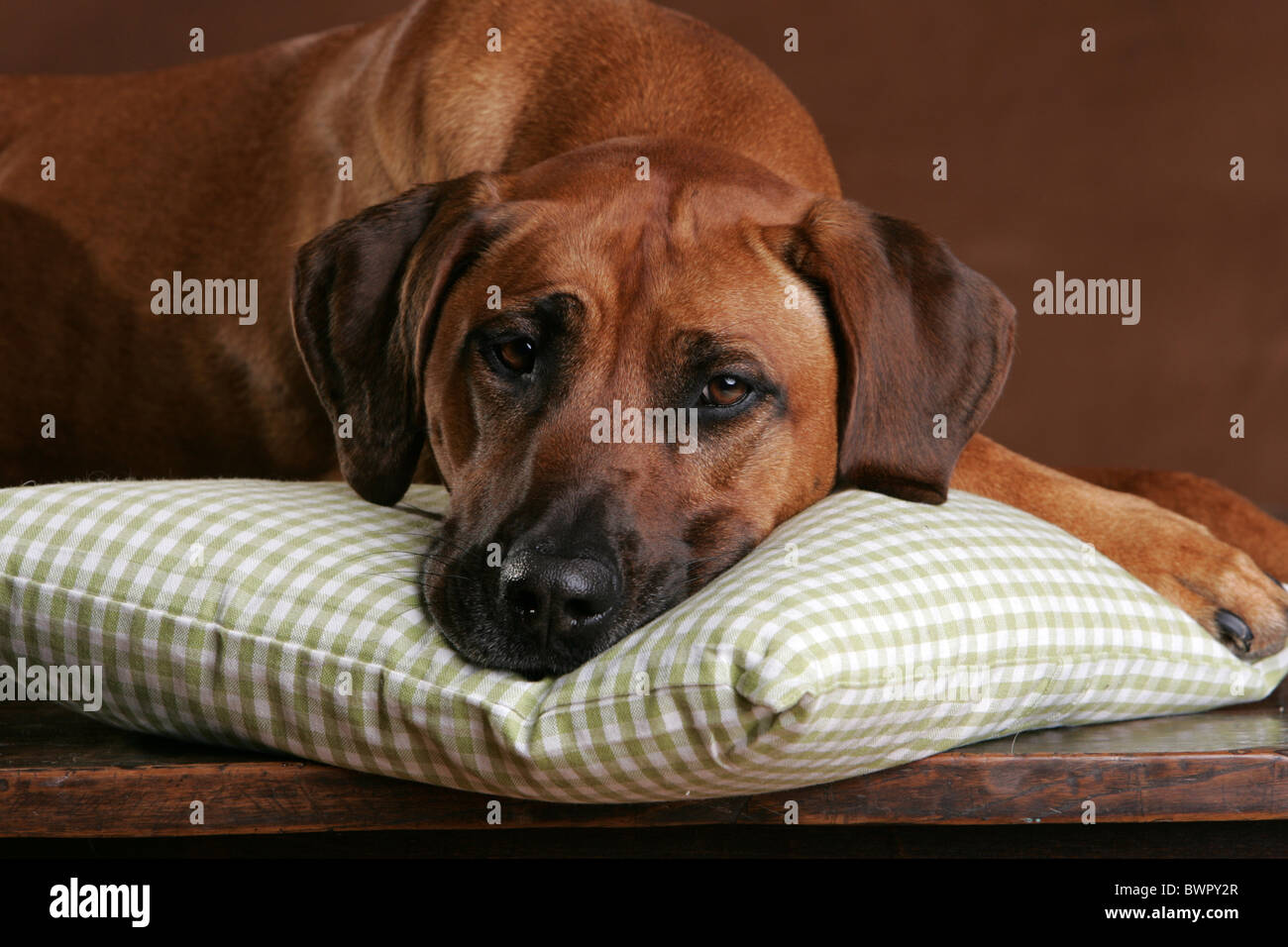 Rhodesian Ridgeback Portrait Stock Photo - Alamy