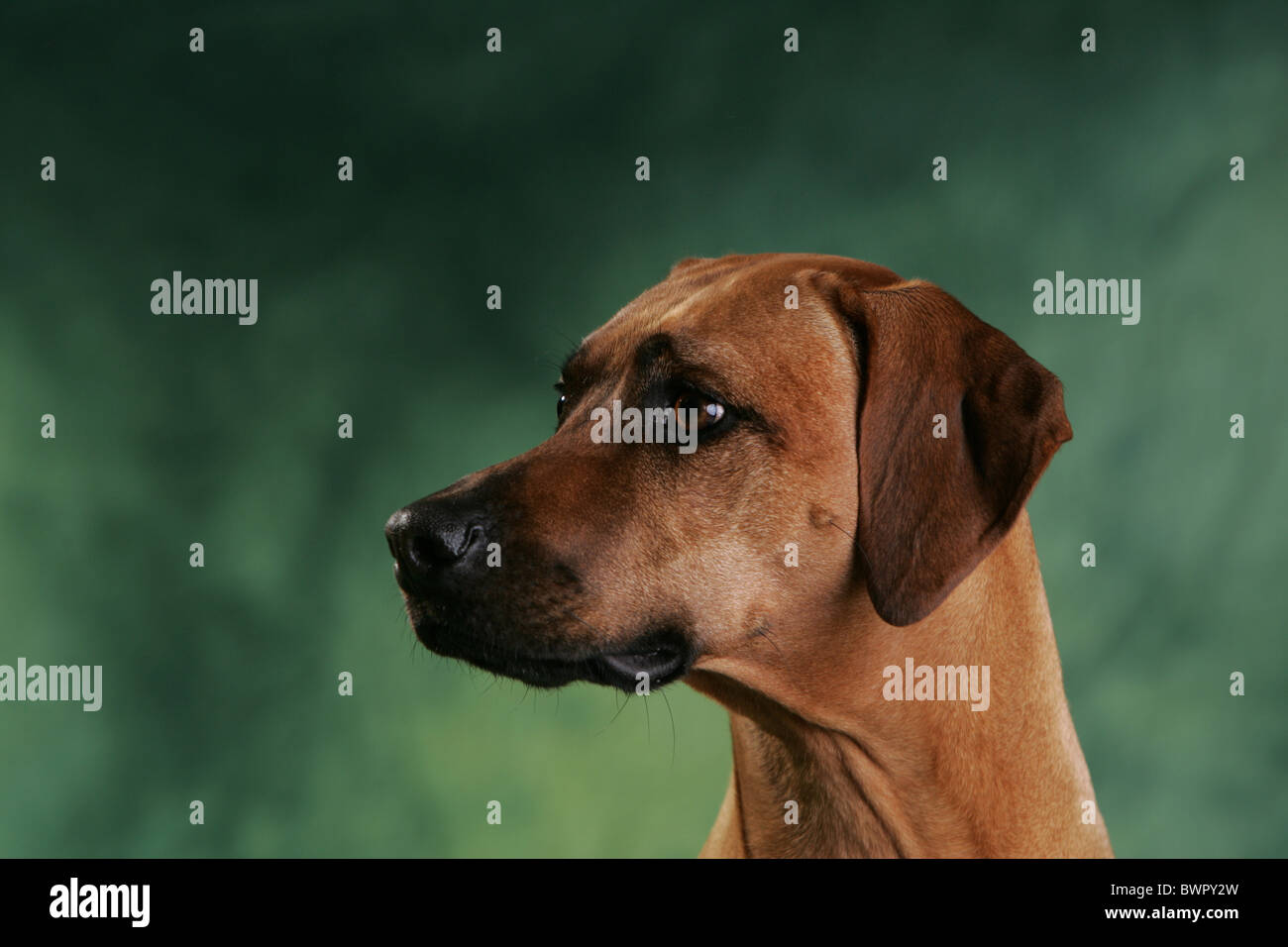 Rhodesian Ridgeback Portrait Stock Photo - Alamy