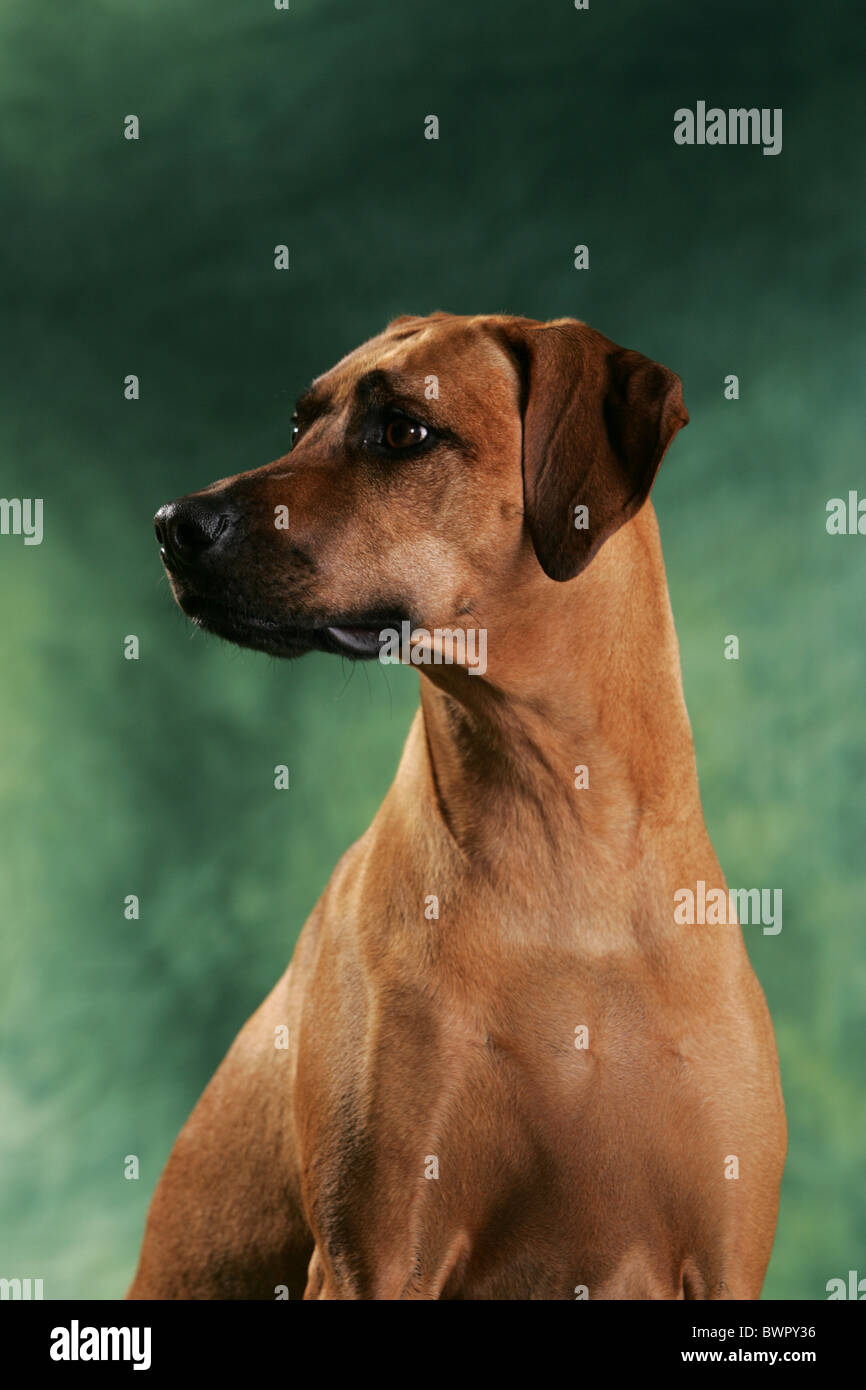 Rhodesian Ridgeback Portrait Stock Photo - Alamy