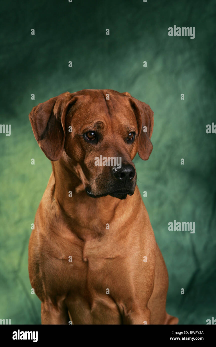 Rhodesian Ridgeback Portrait Stock Photo - Alamy
