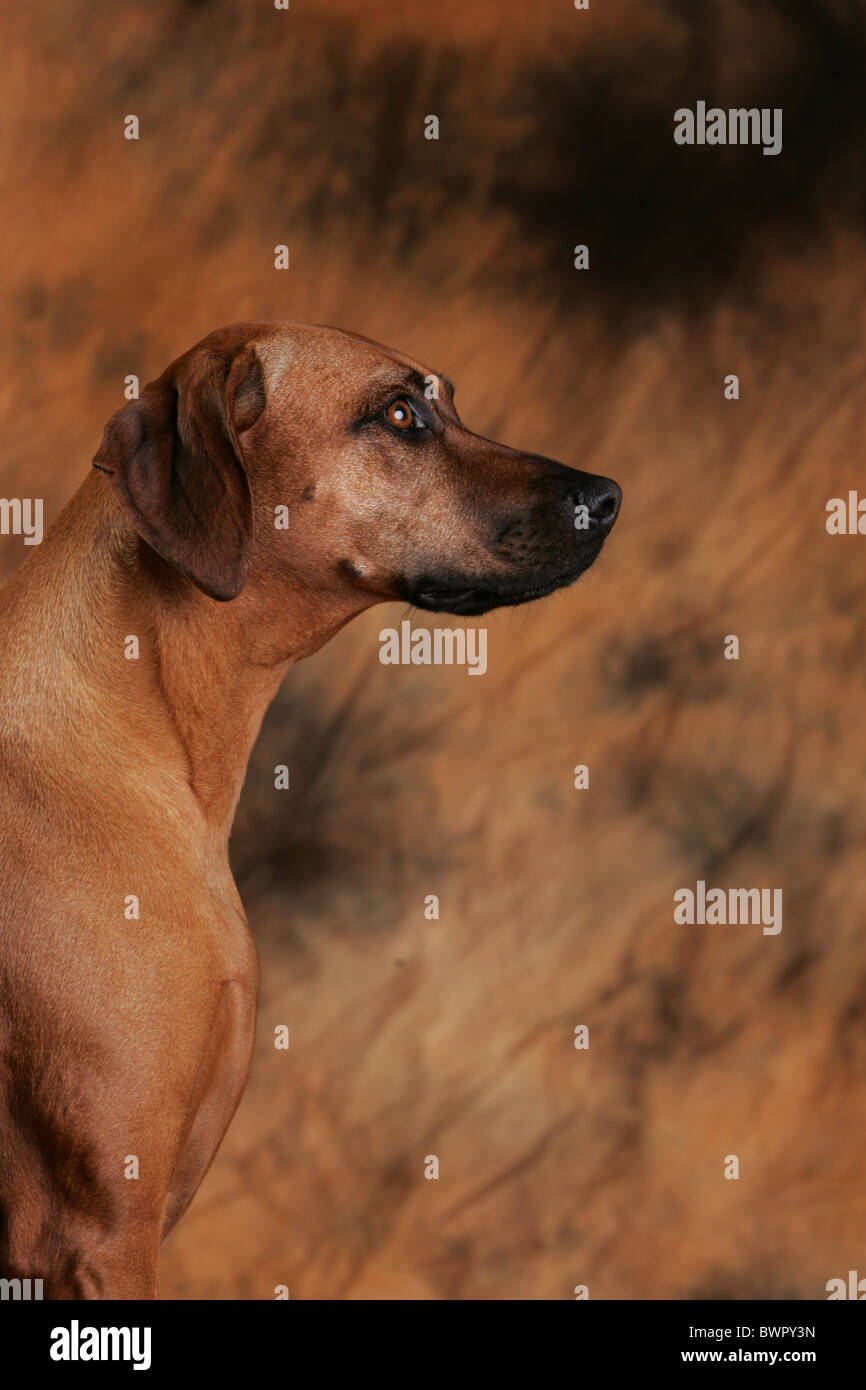 Rhodesian Ridgeback Portrait Stock Photo - Alamy