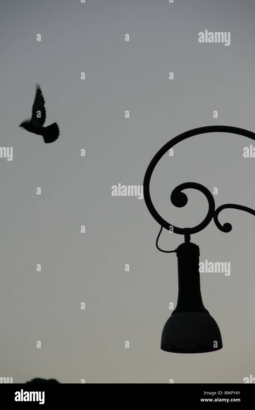 Lit street light bird hi-res stock photography and images - Alamy