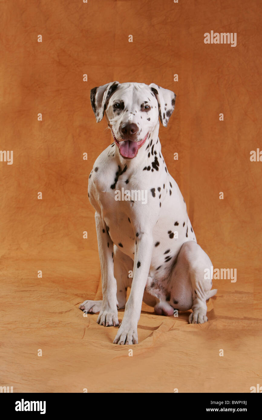 And brown dalmatian hi-res stock photography and images - Alamy
