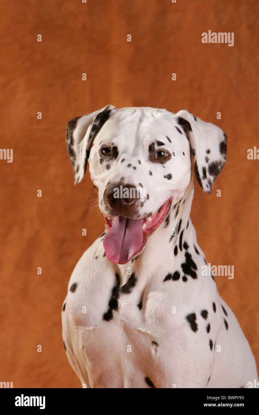 And brown dalmatian hi-res stock photography and images - Alamy
