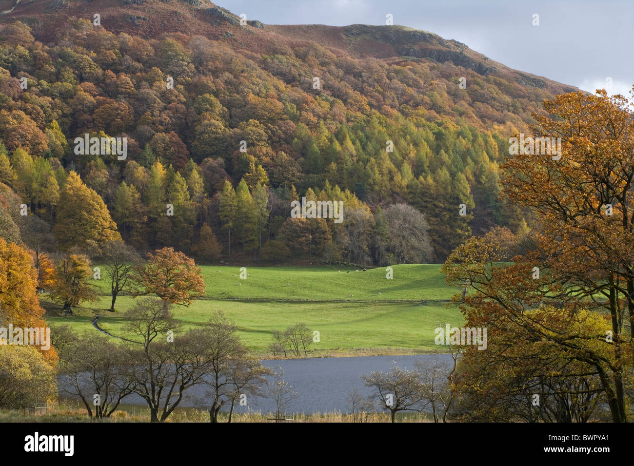 autumn colours at elterwater in the lake district cumbria england Stock ...
