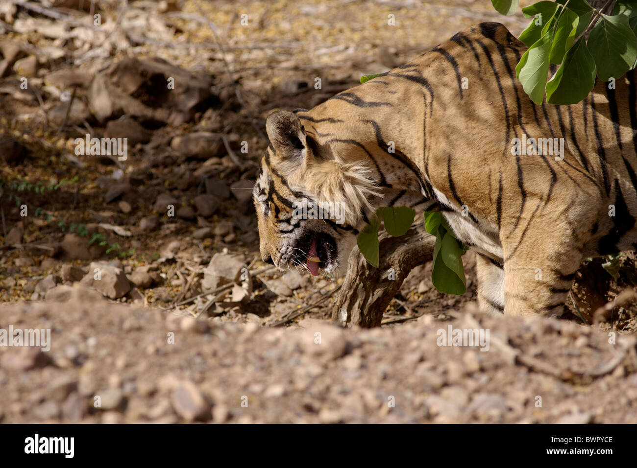 A dominating male Tiger T2 moving in hot summers at Ranthambore ...