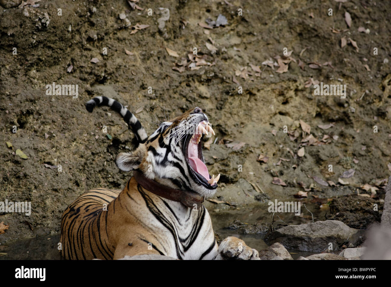 A Radio collared male Tiger at Ranthambore Tiger Reserve, Rajasthan ...