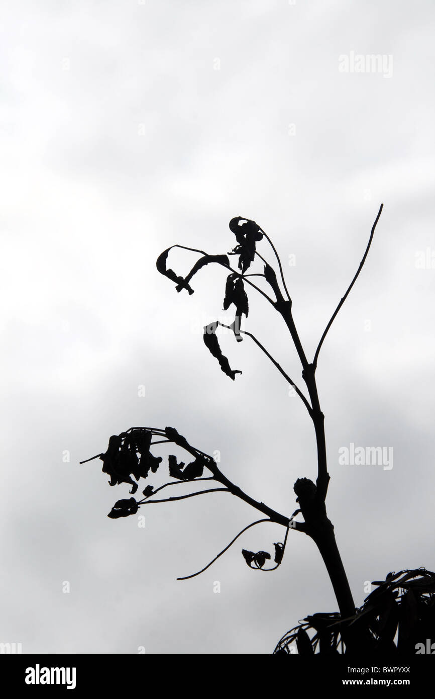 Tree Silhouette And Leaves Falling Stock Photos & Tree Silhouette And ...