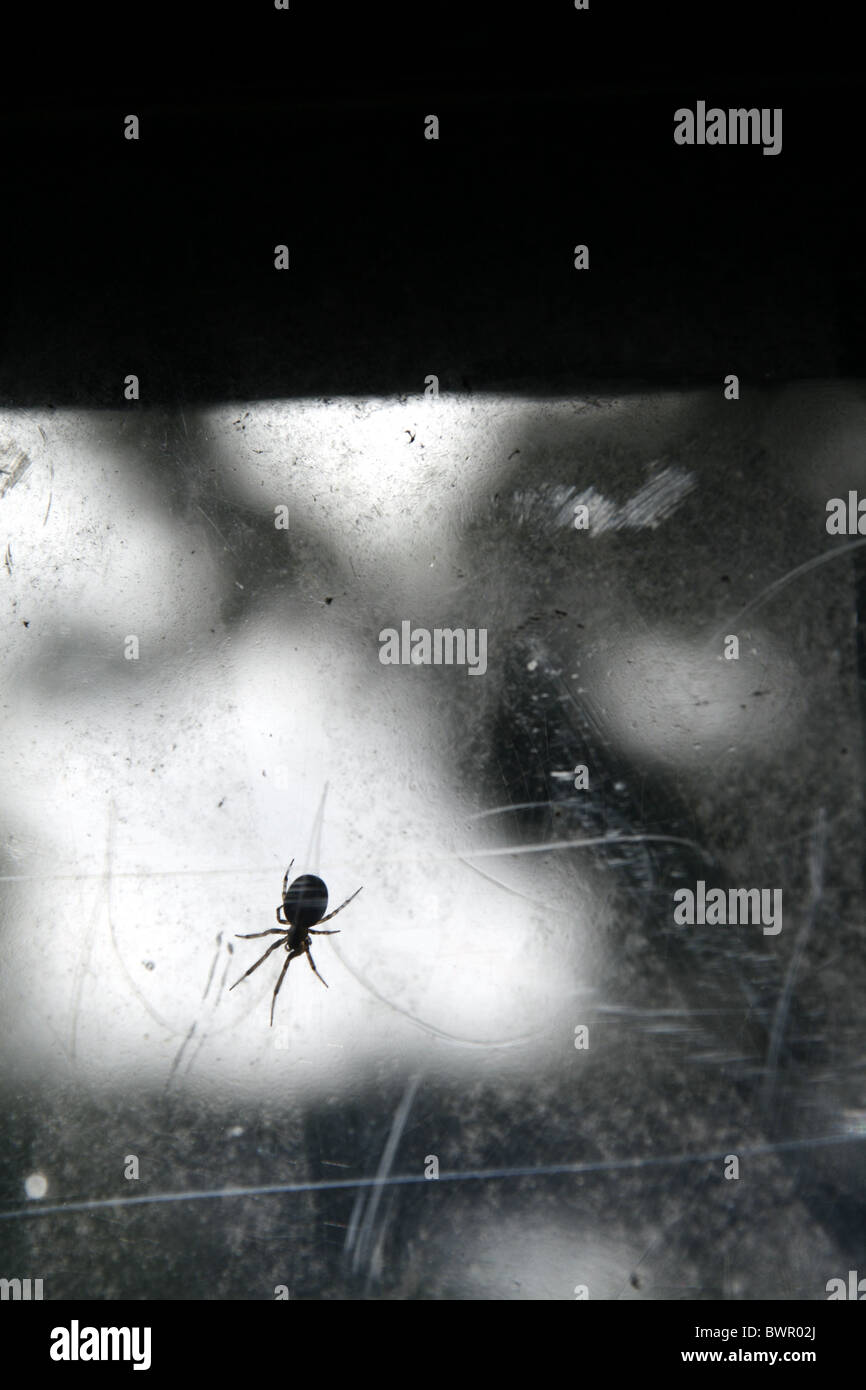 silhouette of spider on dirty window Stock Photo - Alamy