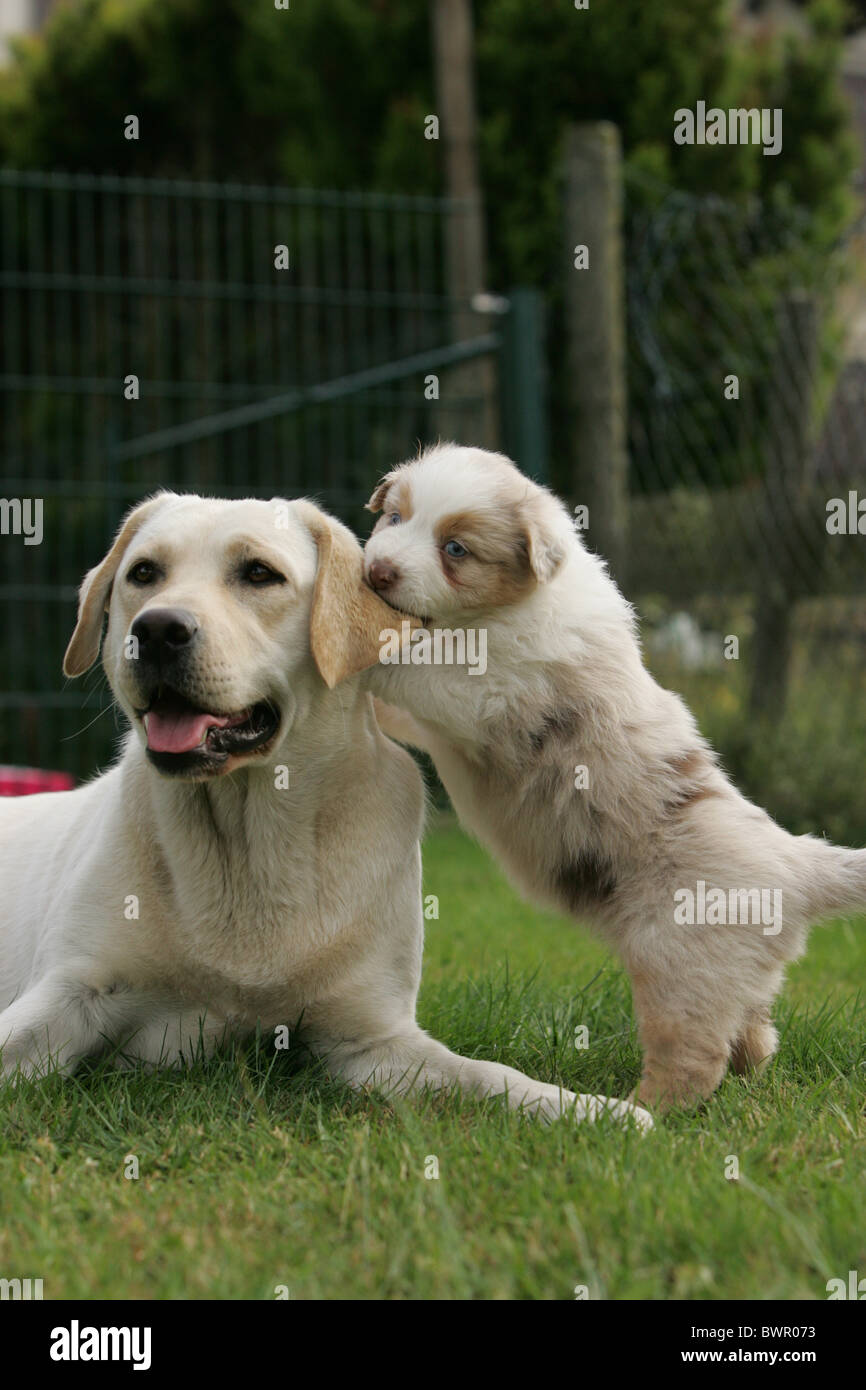 Labrador Retriever and Australian Shepherd Stock Photo - Alamy