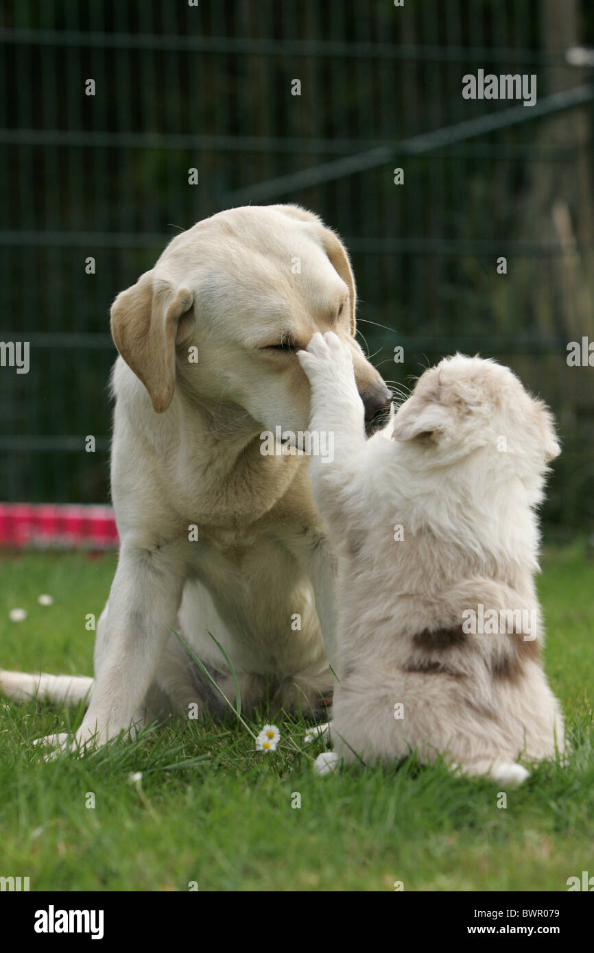 Labrador Retriever and Australian Shepherd Stock Photo - Alamy