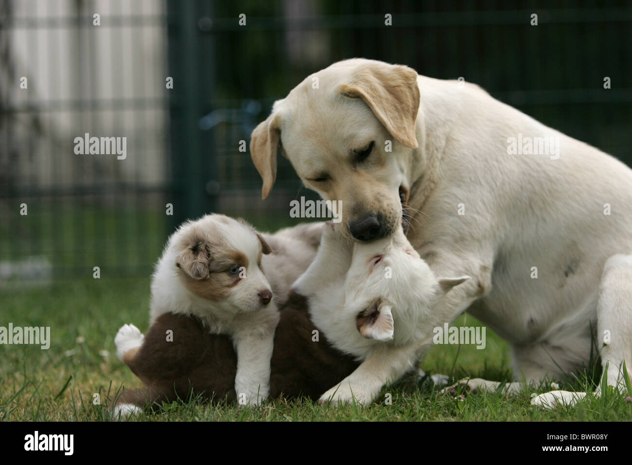 Labrador Retriever and Australian Shepherd Stock Photo - Alamy
