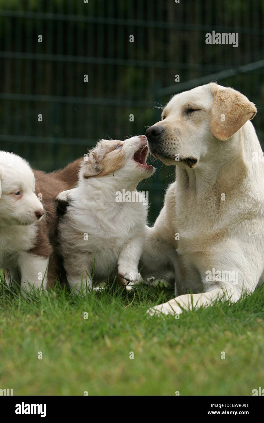 Labrador Retriever and Australian Shepherd Stock Photo - Alamy
