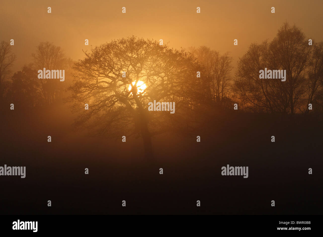 Tree in mist fog sunset sunbeams Stock Photo - Alamy
