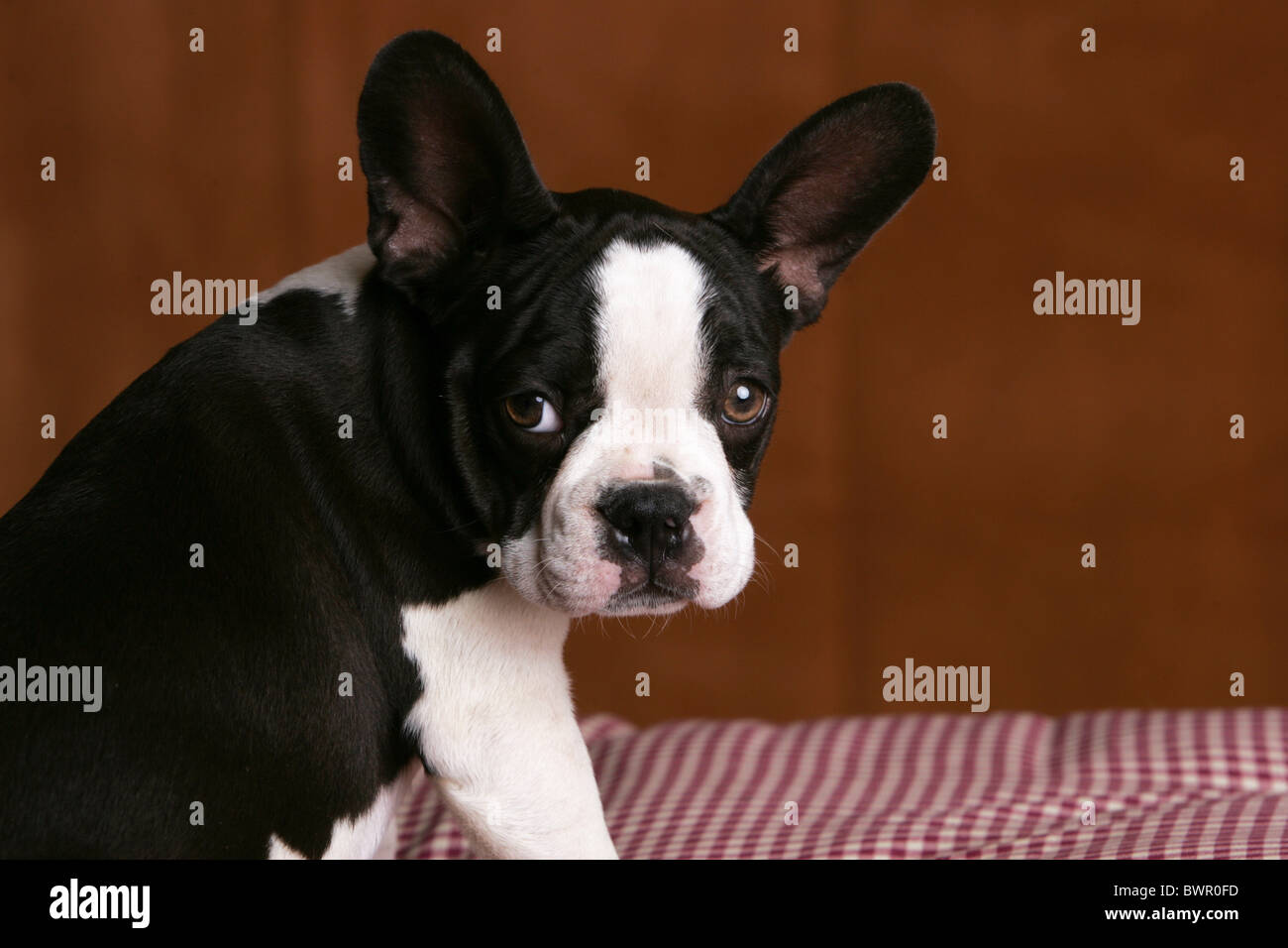 French Bulldog Portrait Stock Photo - Alamy