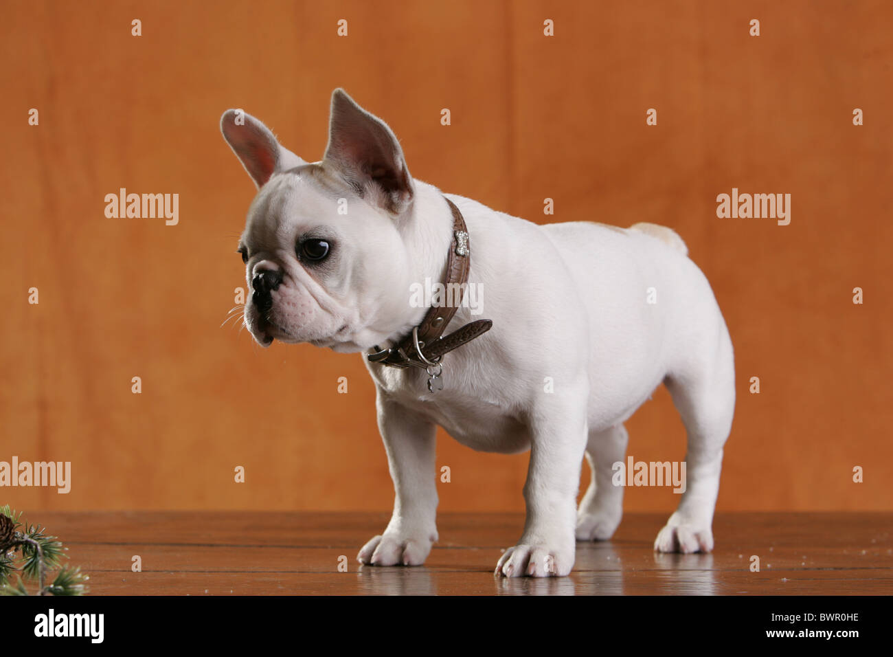 Light brown french bulldog white hi-res stock photography and images ...
