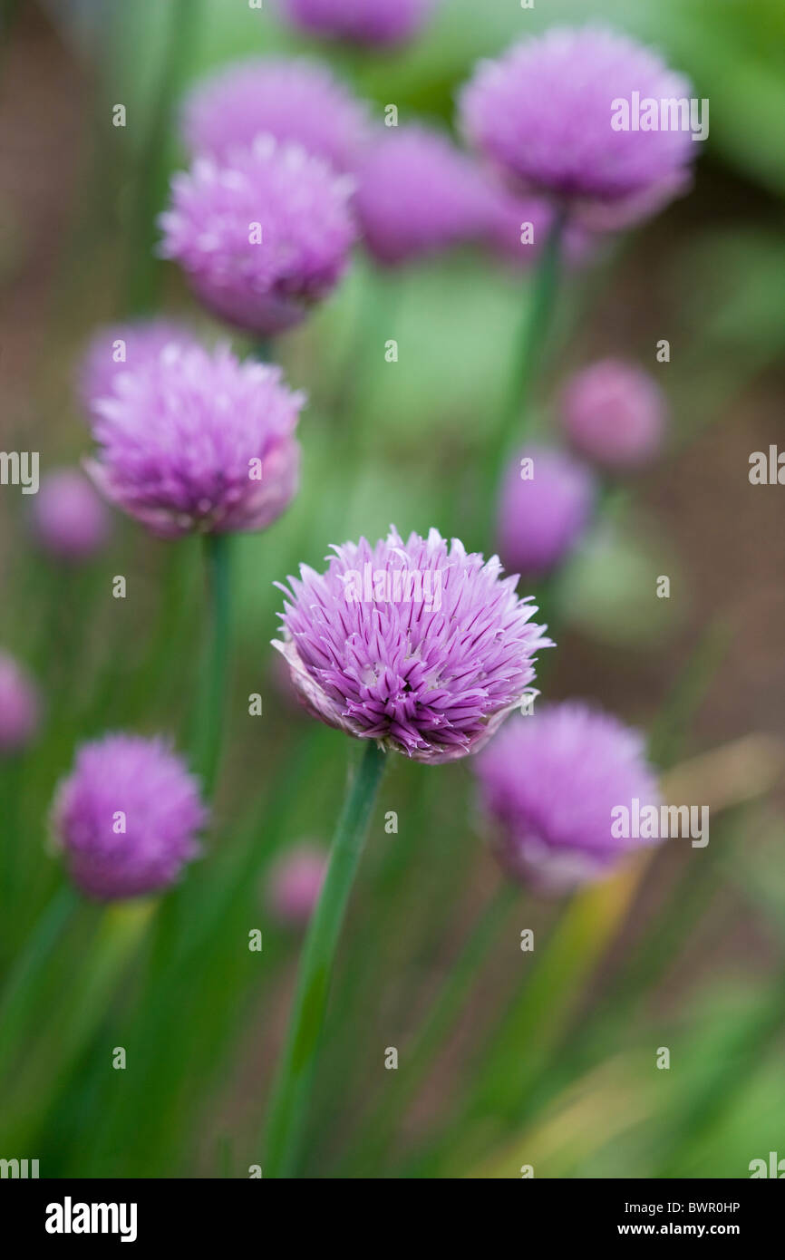 Chinese chives garden hi-res stock photography and images - Alamy