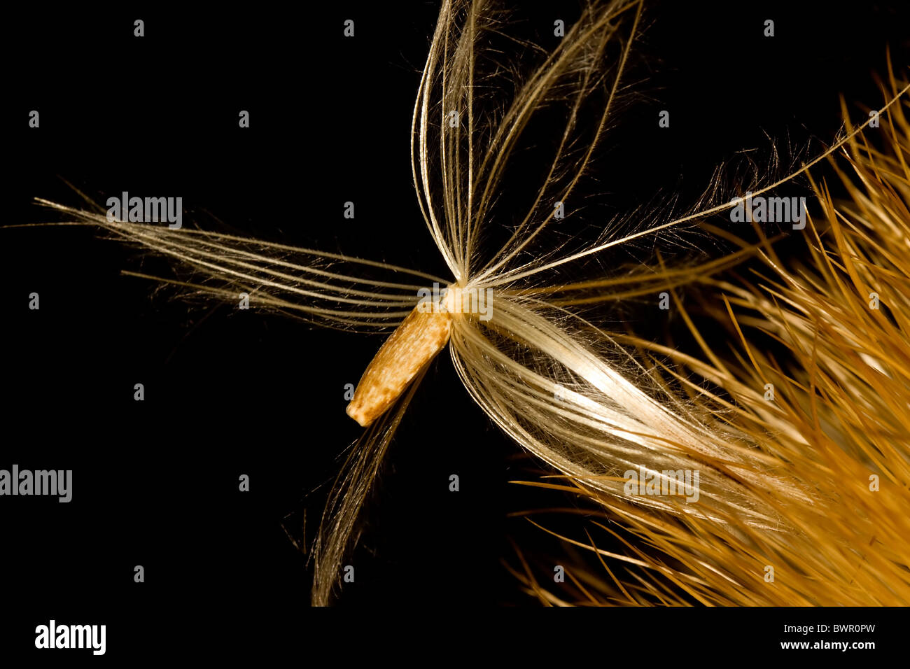 Wind dispersal seed Stock Photo - Alamy
