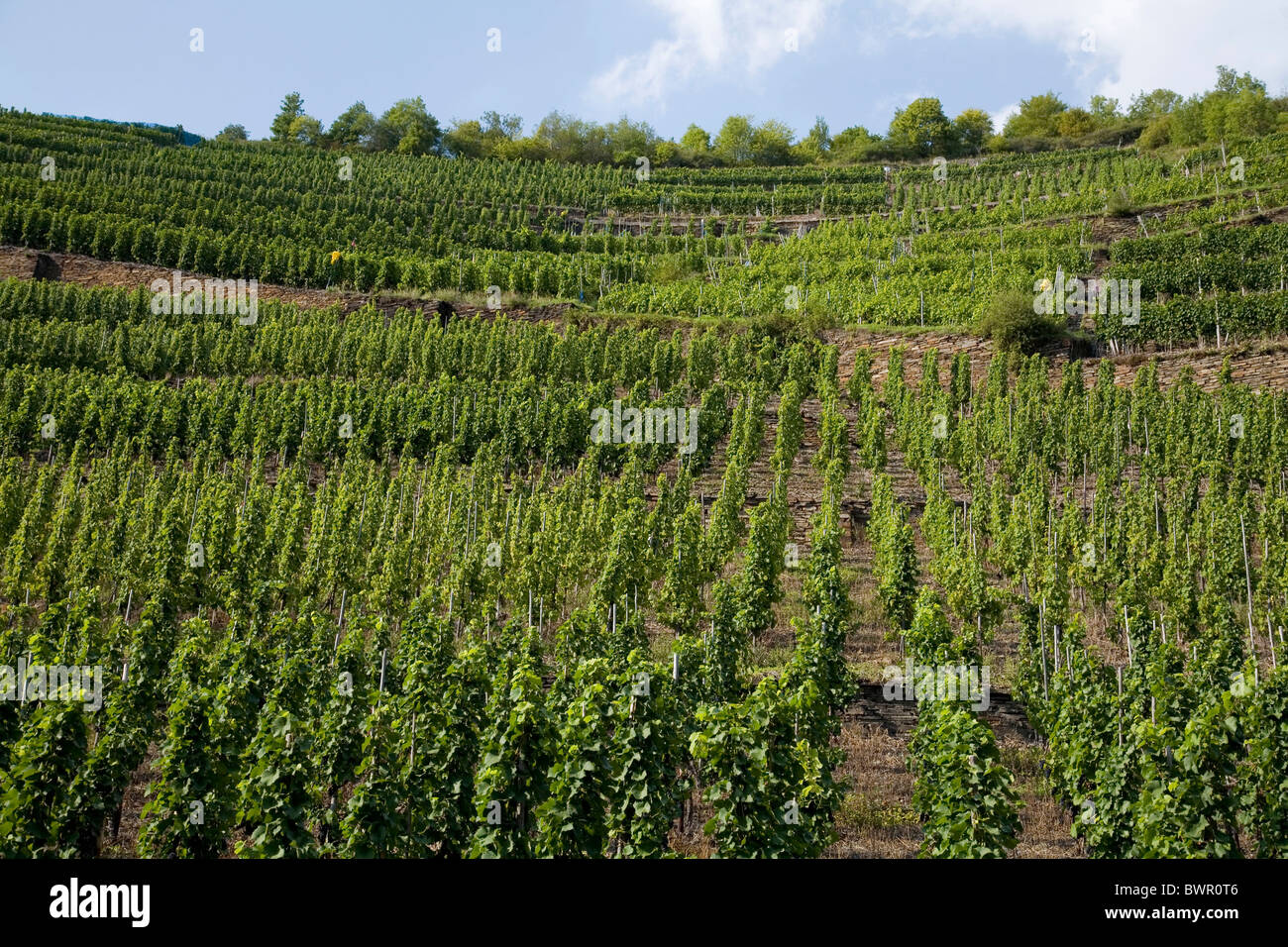 Vineyards At The Ahr Valley High Resolution Stock Photography and ...