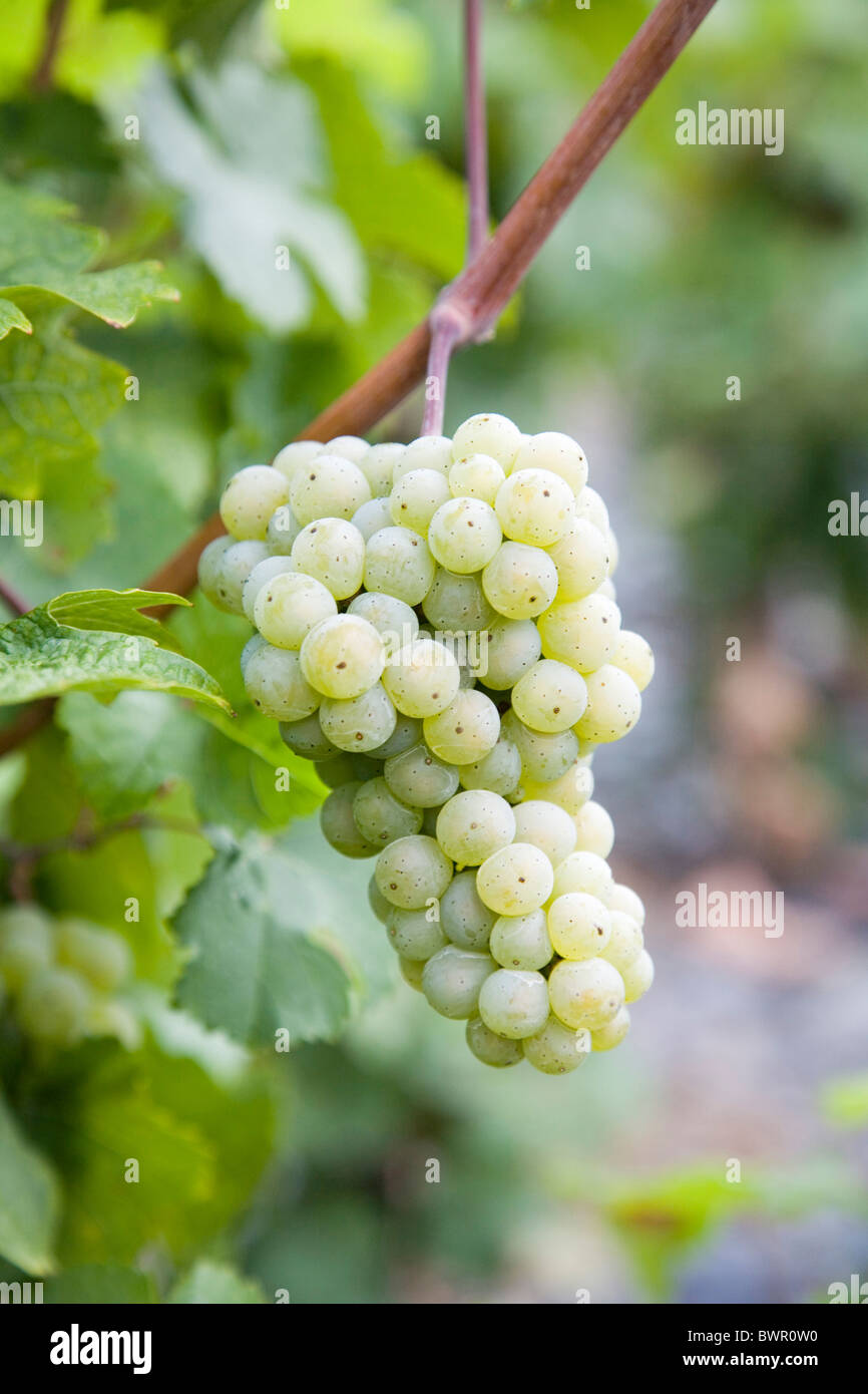 Riesling Grapes High Resolution Stock Photography and Images - Alamy