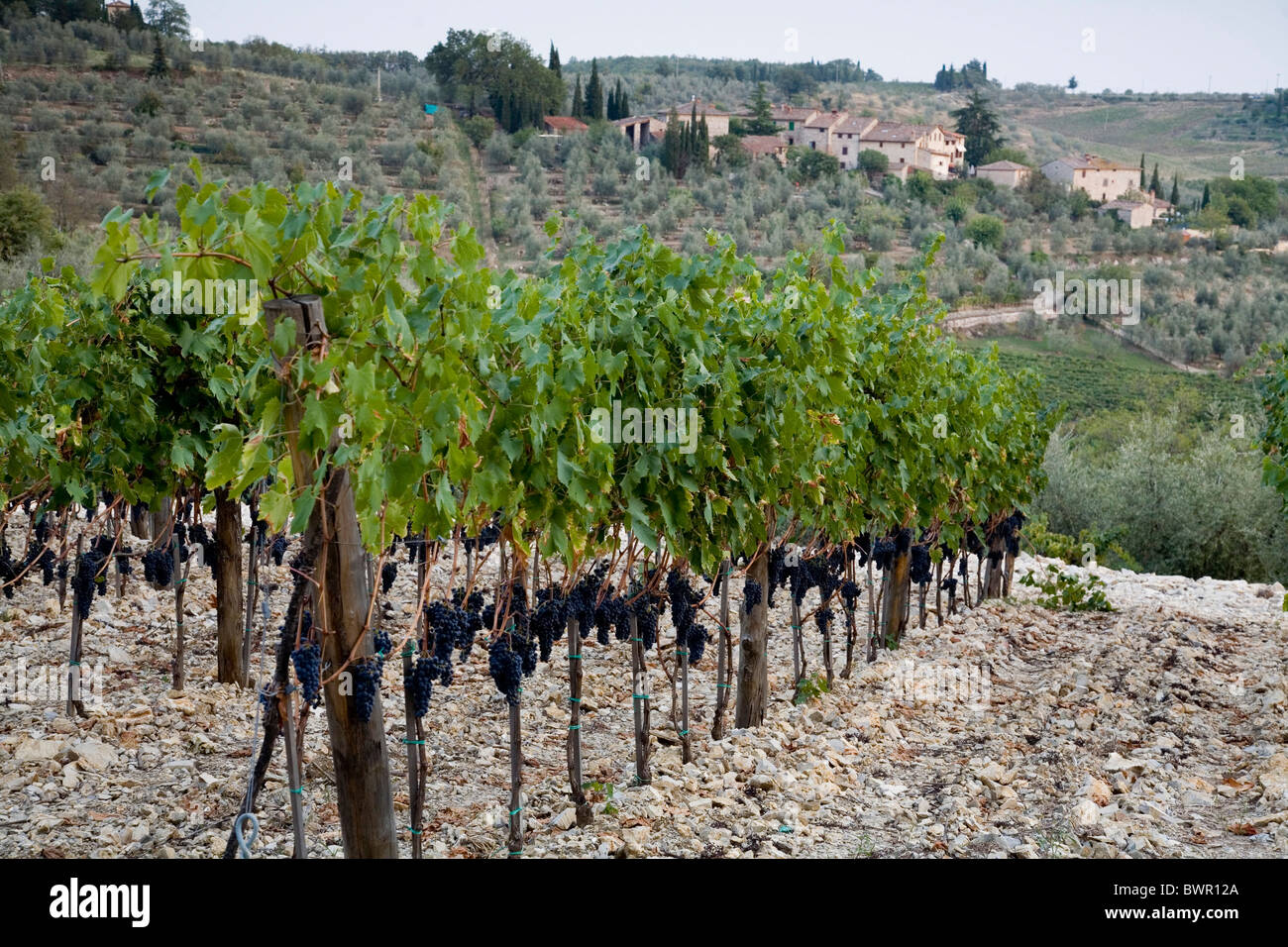 Landscape vineyards in chianti classico hi-res stock photography and ...