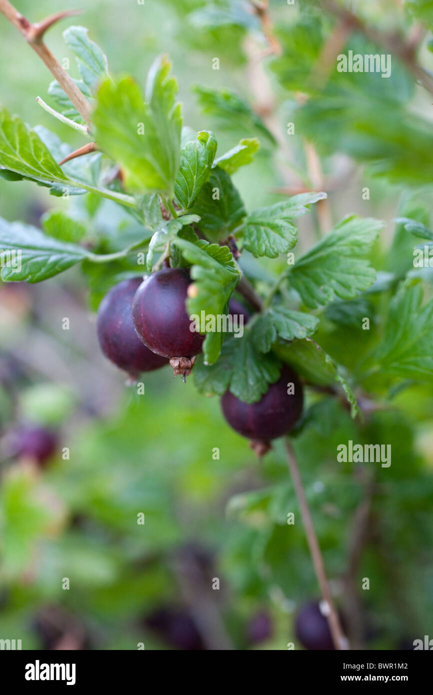 Gooseberries on a bush red dessert Stock Photo - Alamy