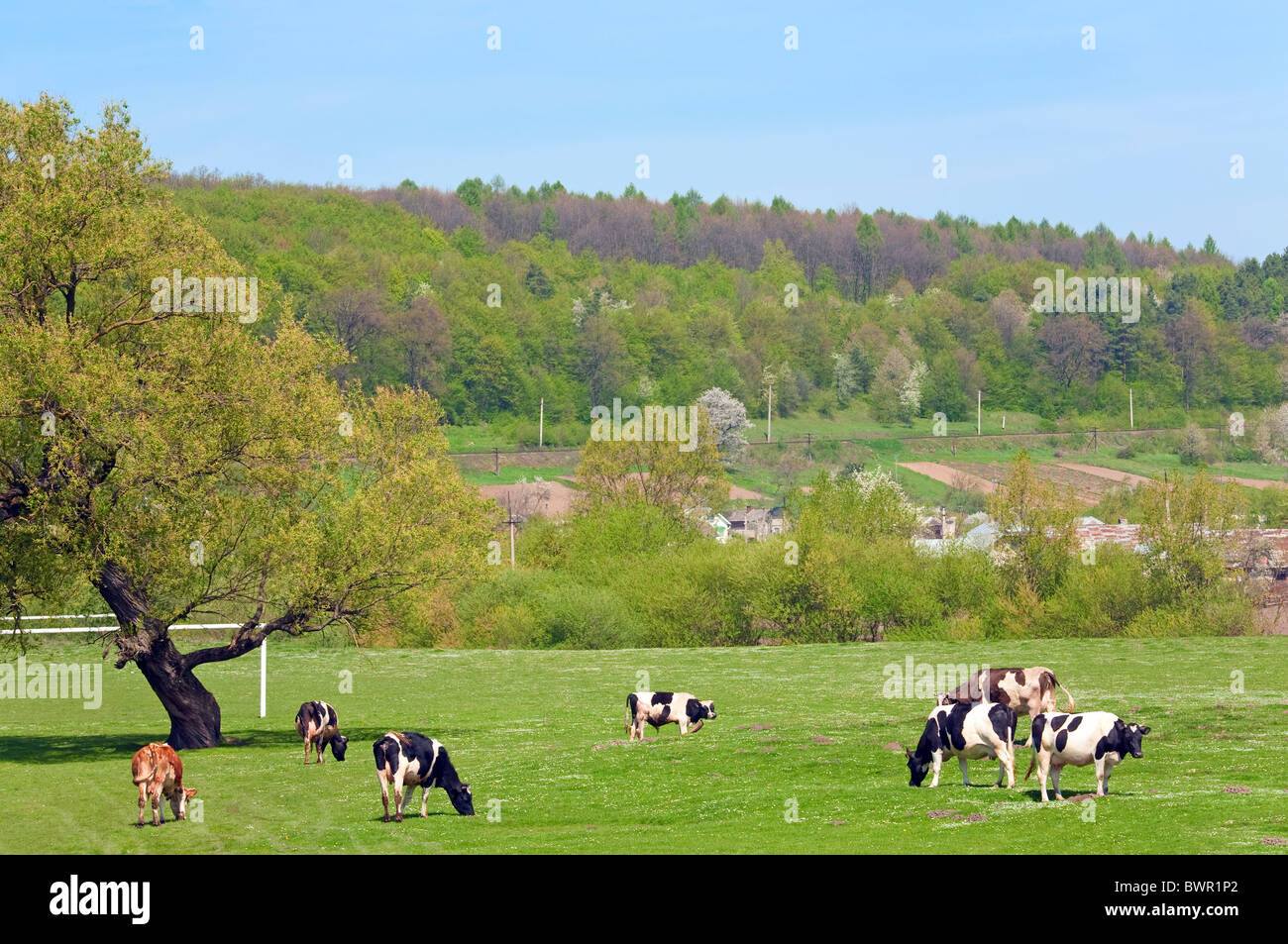 Spring country landscape with village and cow (Lviv Oblast, Ukraine ...