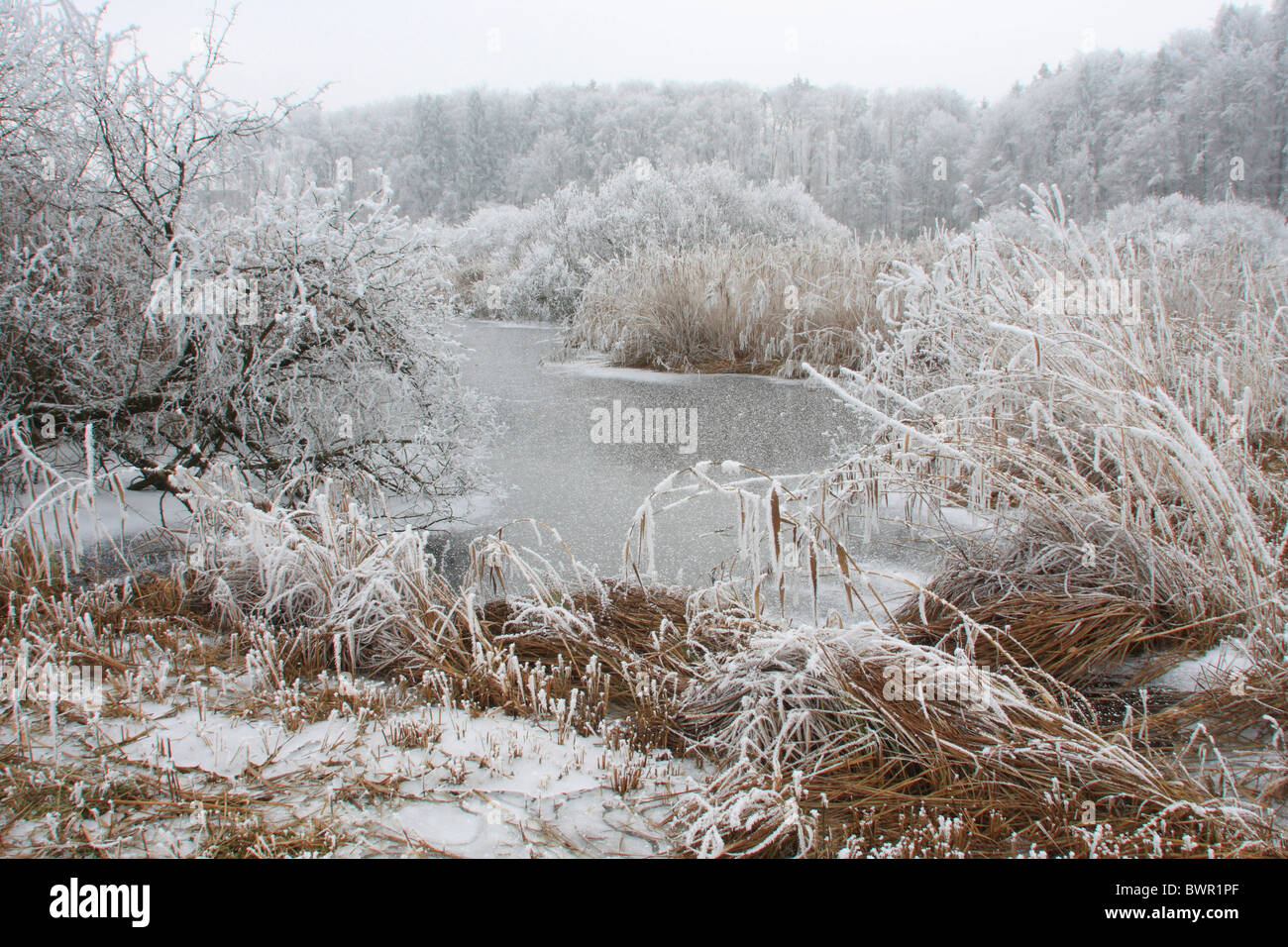 Reed Phragmites australis Phragmites communis winter Switzerland Europe ...