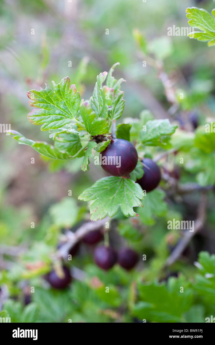 Gooseberries on a bush red dessert Stock Photo - Alamy