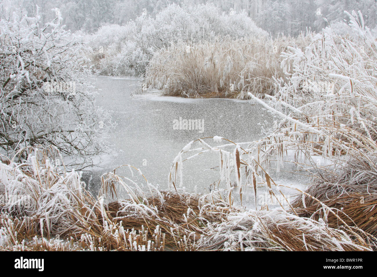 Reed Phragmites australis Phragmites communis winter Switzerland Europe ...