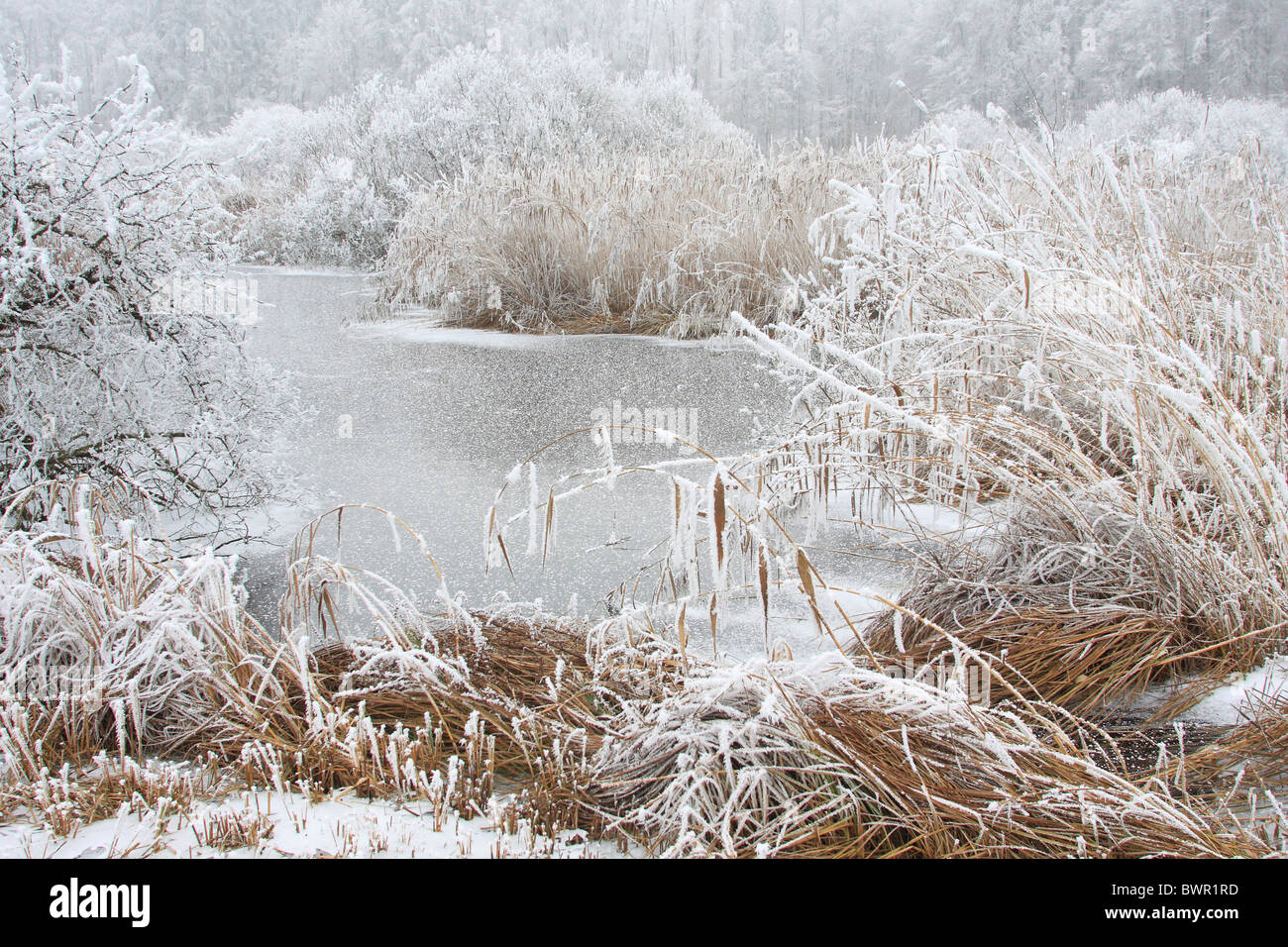 Reed Phragmites australis Phragmites communis winter Switzerland Europe ...