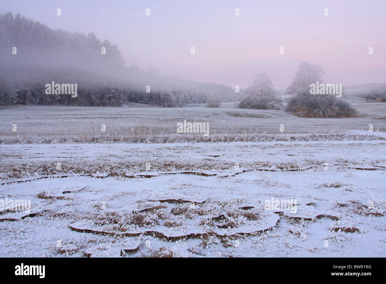 Reed Phragmites australis Phragmites communis winter Switzerland Europe ...