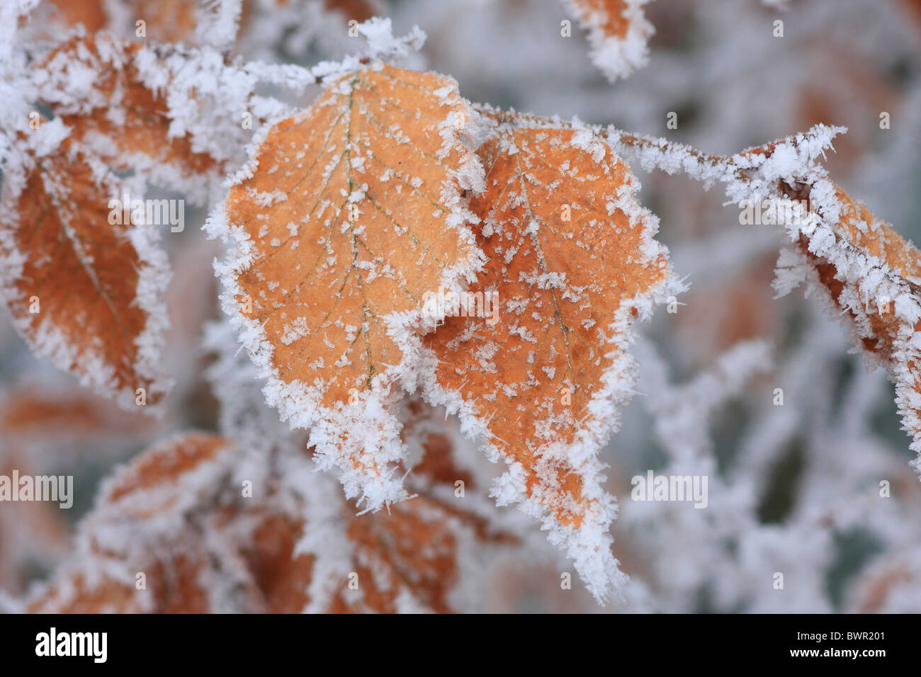 Fagus sylvaticia beech beech tree forest Zurich Region Switzerland ...