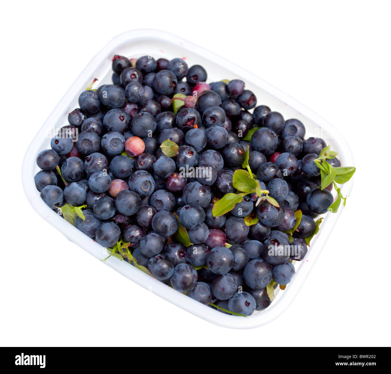 Picked bilberries Cut Out Stock Images & Pictures - Alamy